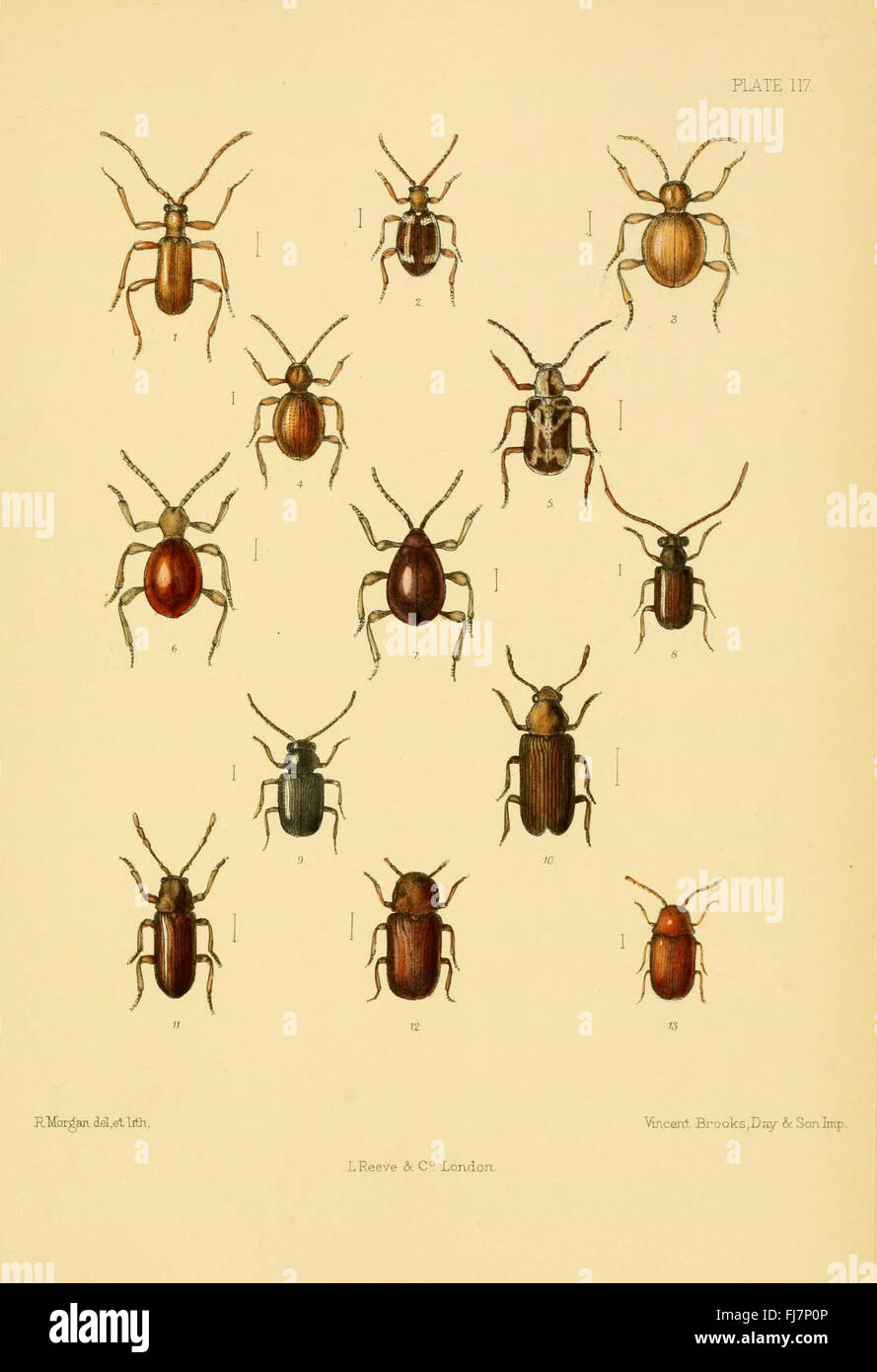 Detailed illustration of British beetle species in the British Isles ...