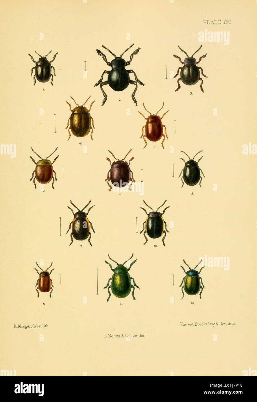 An illustrated guide to beetles of the British Isles, focusing on ...