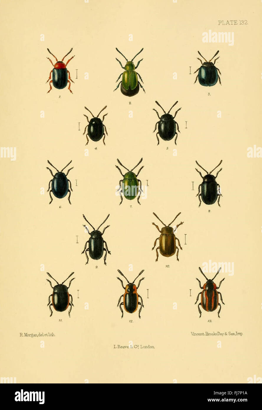 This study explores the taxonomy and classification of beetles in the ...