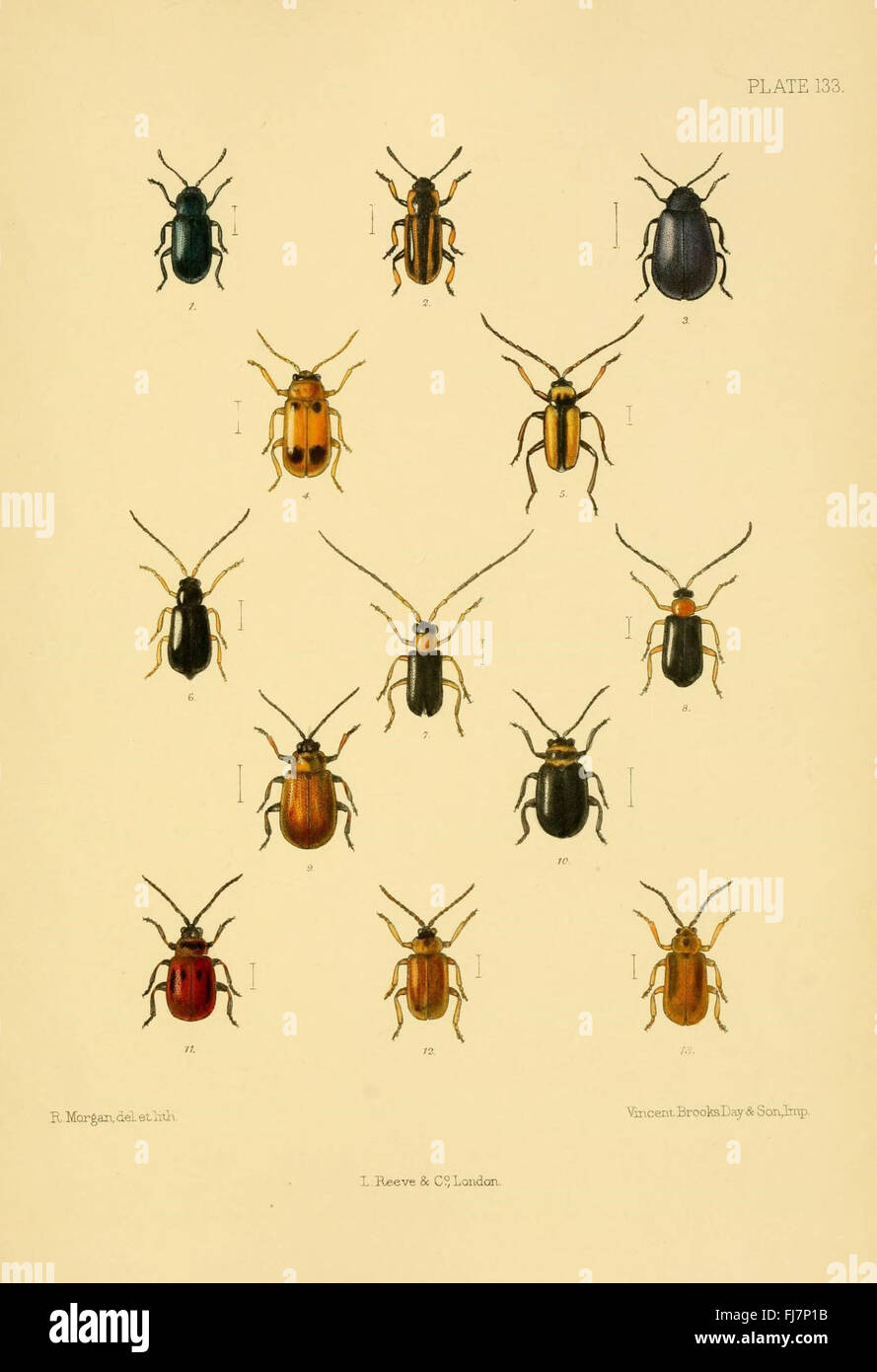 Coleoptera classification hi-res stock photography and images - Alamy