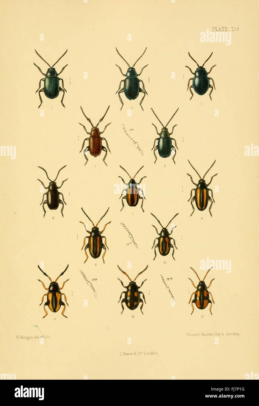 British Beetles, Entomology, Coleoptera, British Isles, Insects ...