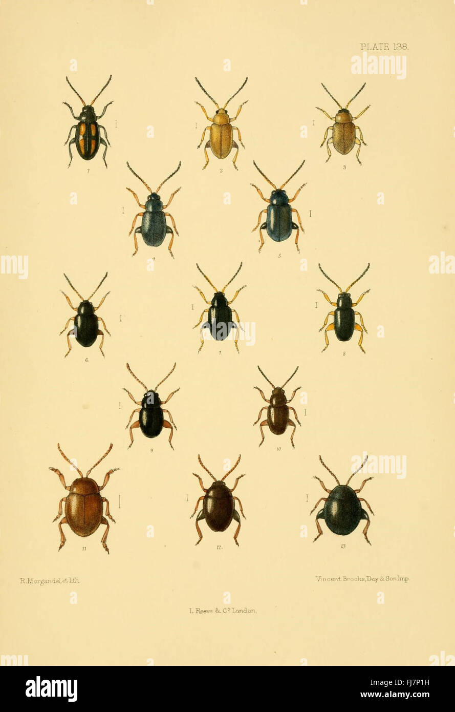 The Coleoptera of the British Isles, beetle species, entomological ...