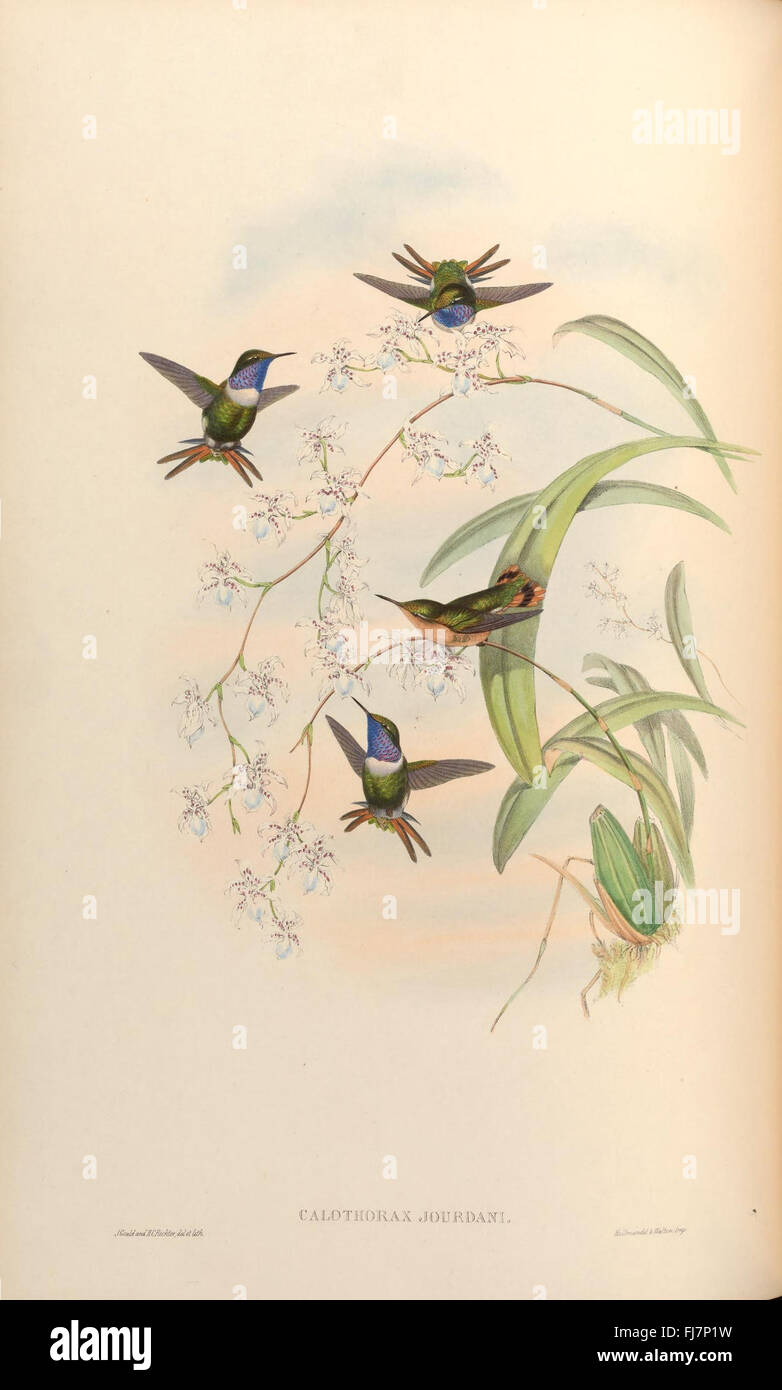 A monograph of the Trochilidae, or family of humming-birds (Plate 150 ...