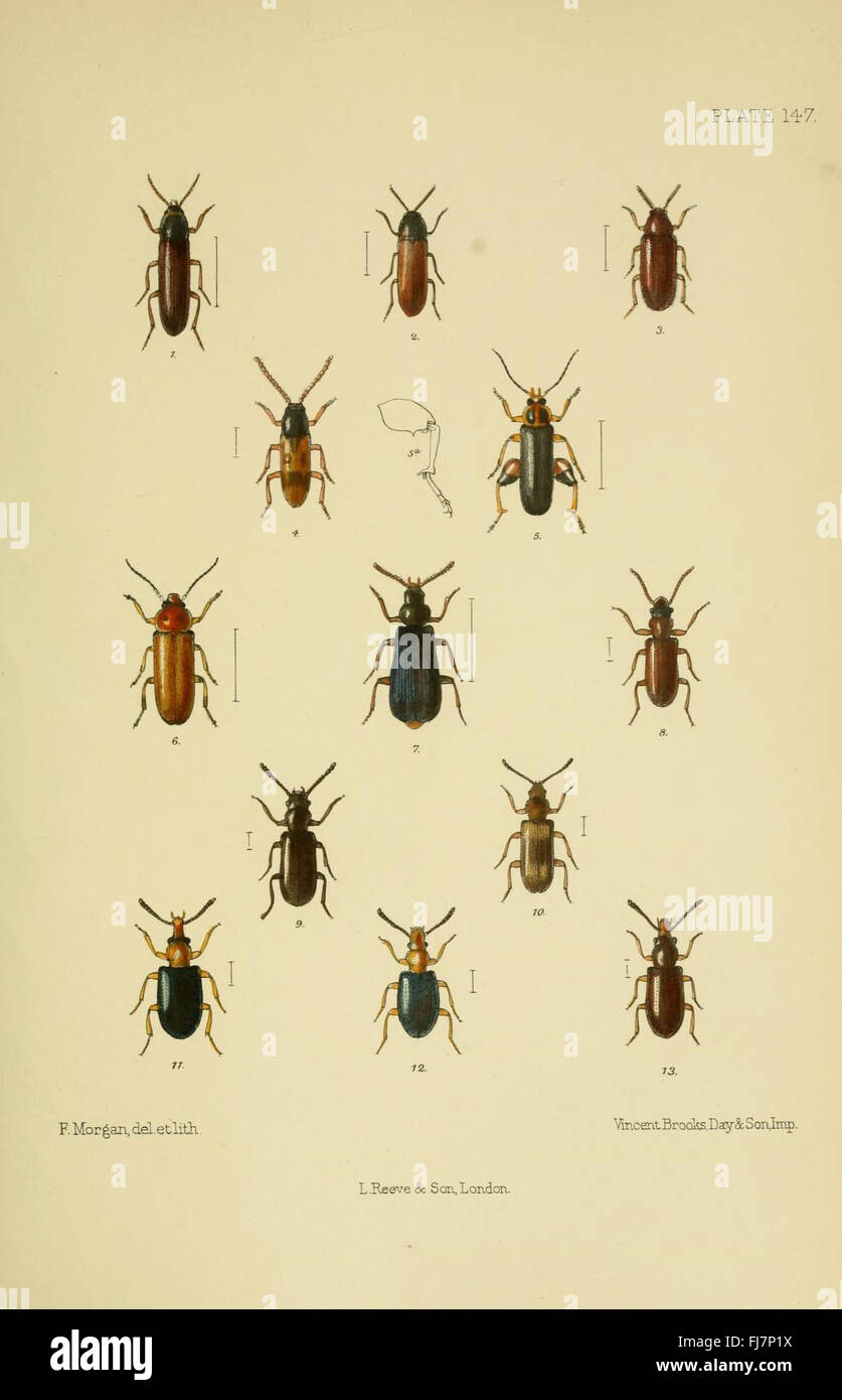 A detailed study on the beetles of the British Isles, featuring ...