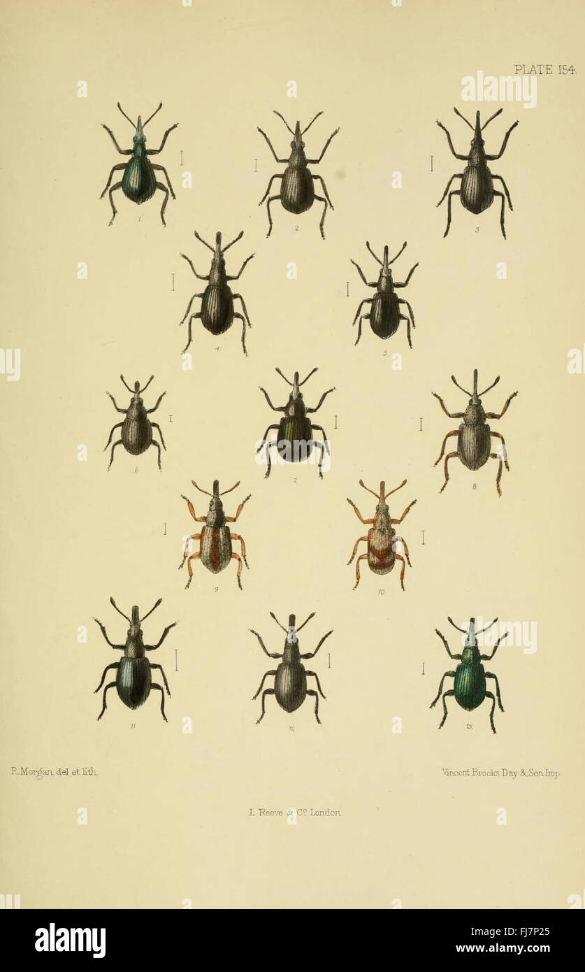 An entomological guide to the beetle species found in the British Isles ...