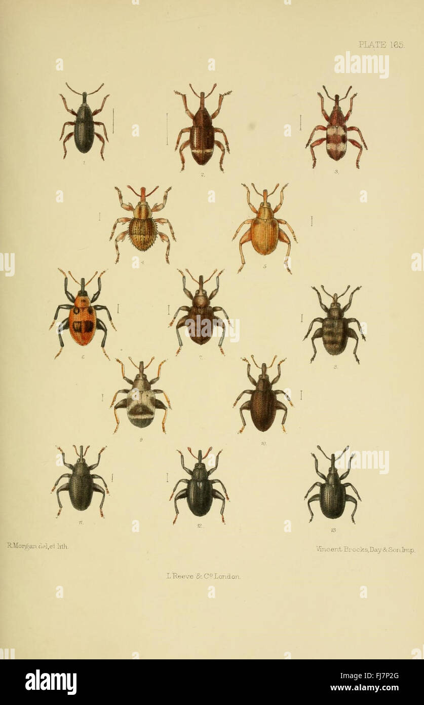 The Coleoptera of the British Islands (Plate 165) - A detailed ...