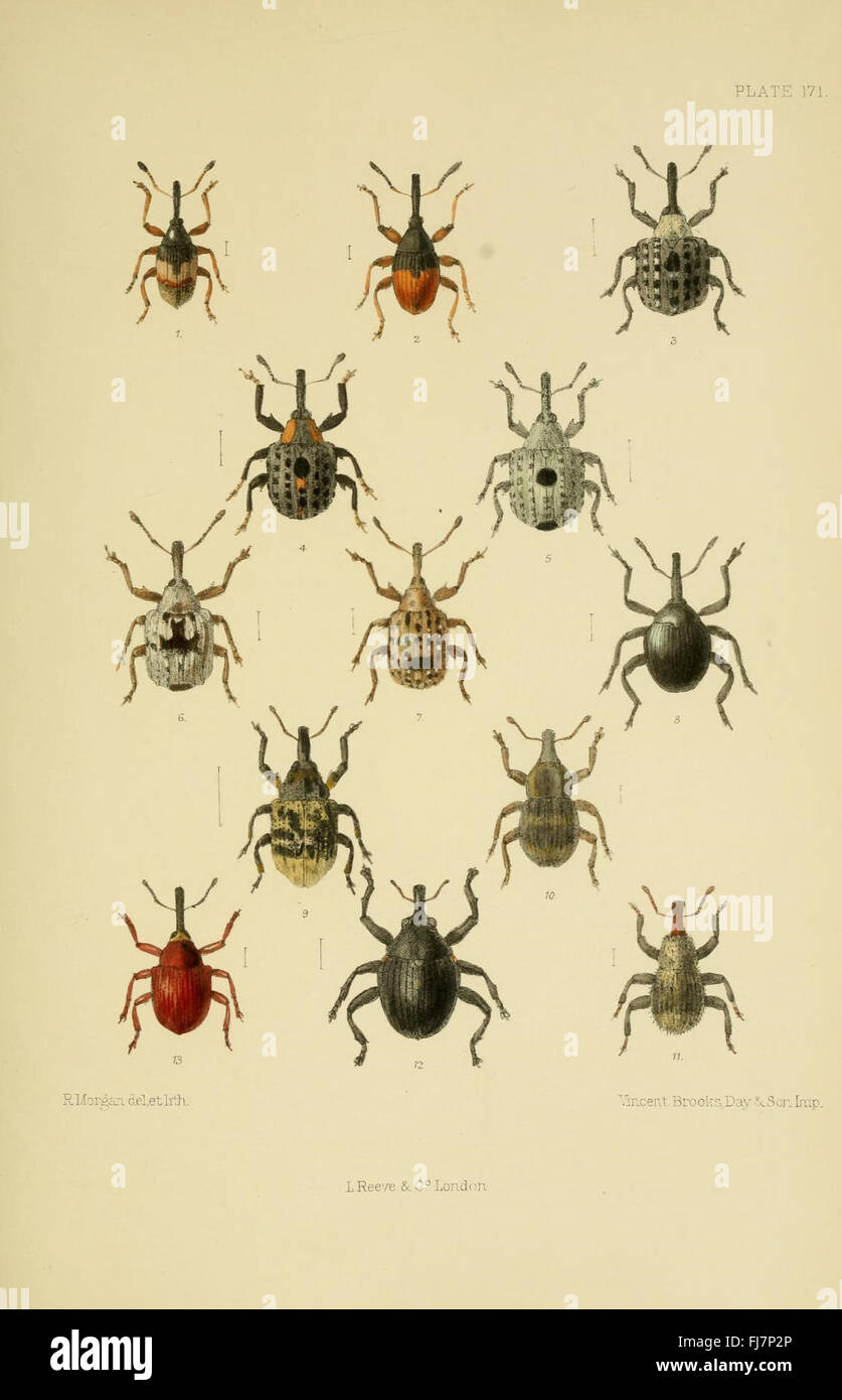 Beetles, British Isles, entomology, Coleoptera, insect species ...