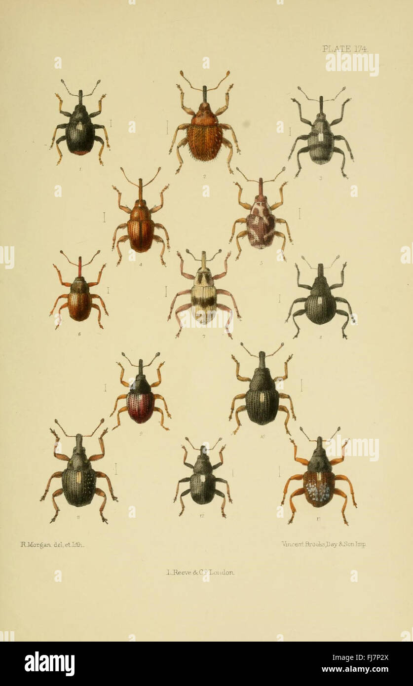 An illustrated study of beetles from the British Isles, with a focus on ...