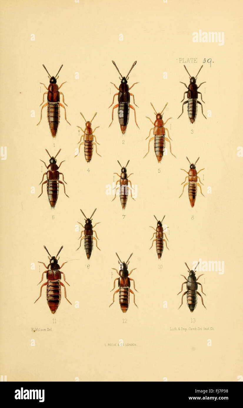 Beetles, British Isles, entomology, insects, Coleoptera, British ...