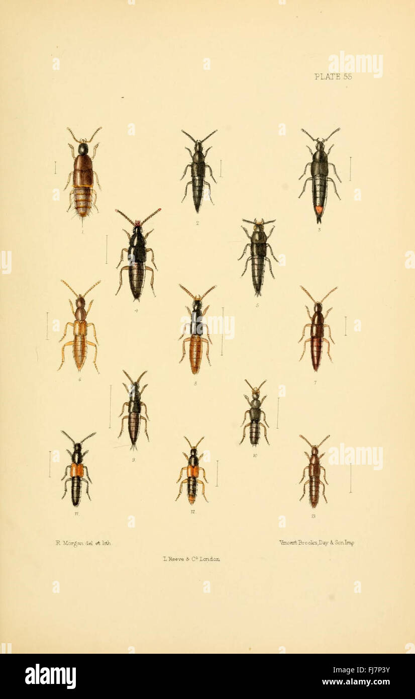 A depiction of British beetle species, part of a detailed study on the ...