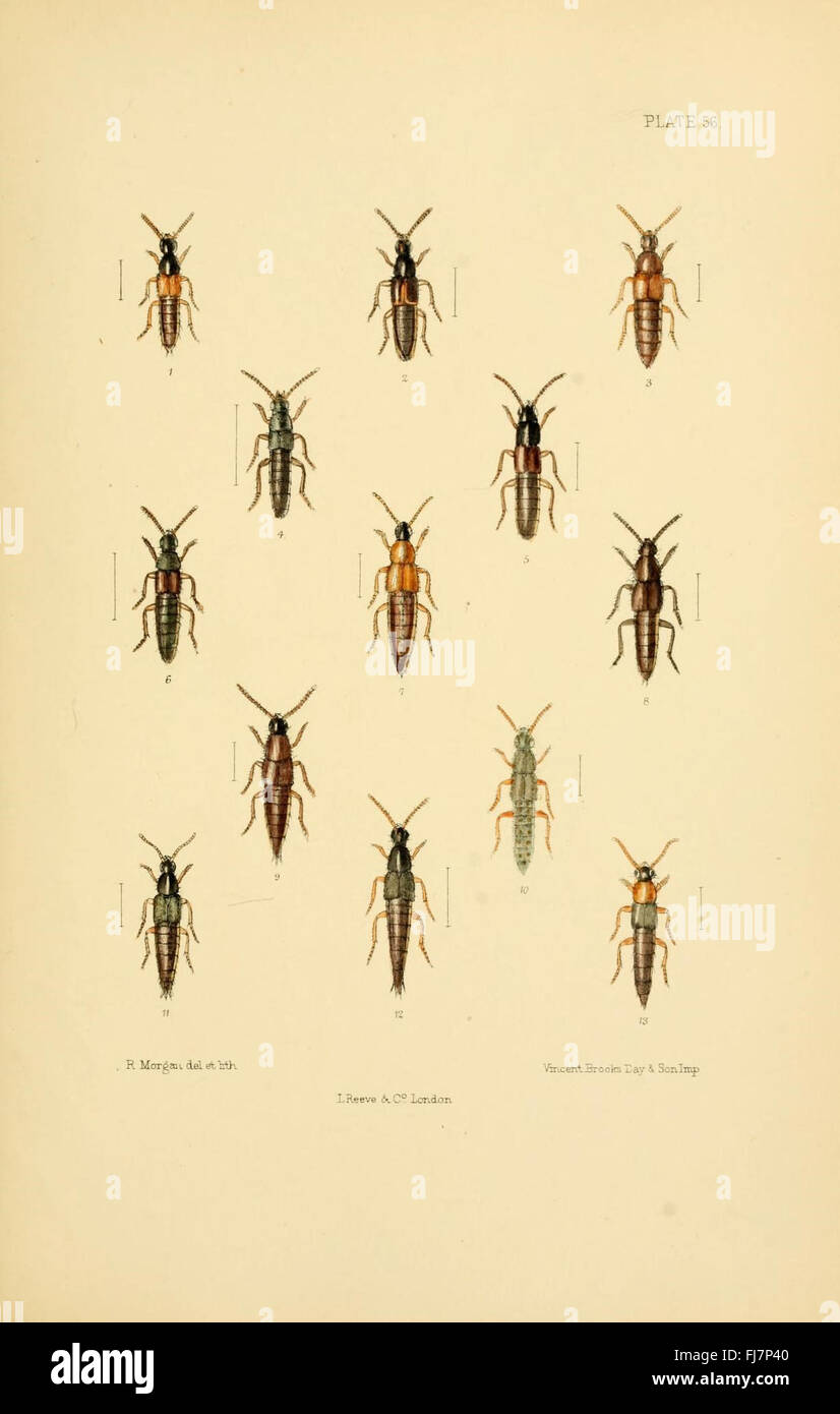 Coleoptera identification hi-res stock photography and images - Alamy