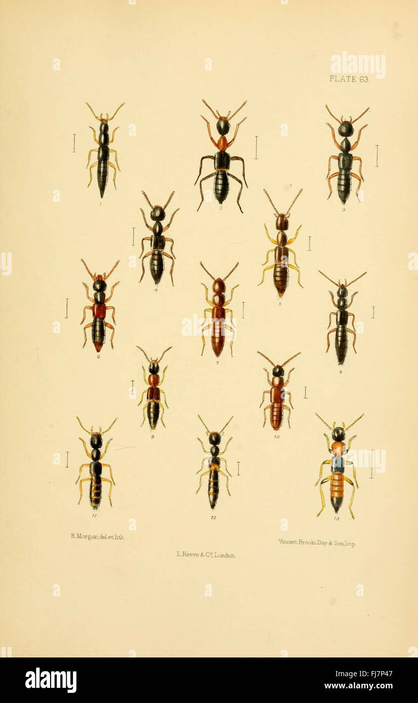 Illustration of beetle species found on the British Isles, highlighting ...