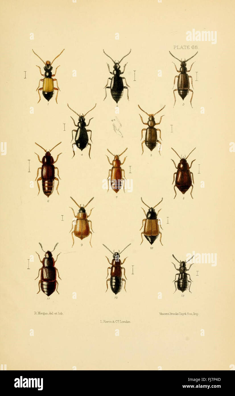 Coleoptera identification hi-res stock photography and images - Alamy
