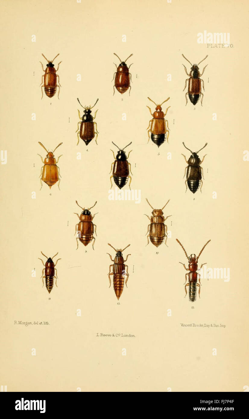 An entomological study of beetle species found in the British Isles ...