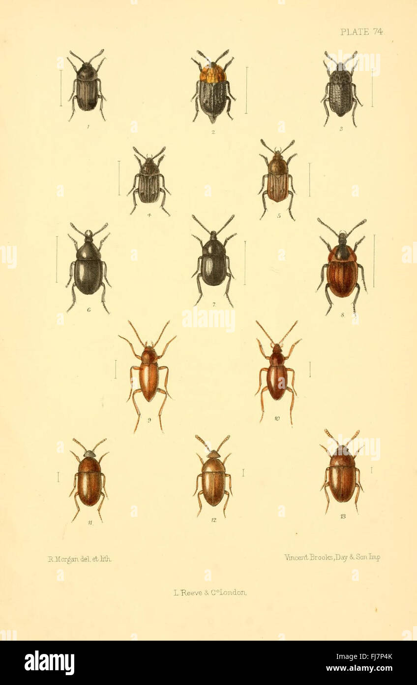 Beetles, British Isles, entomology, Coleoptera species, insect ...