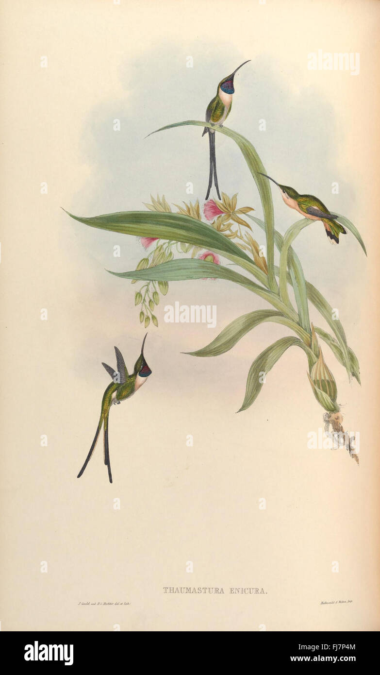 A detailed monograph on the family of hummingbirds, including ...