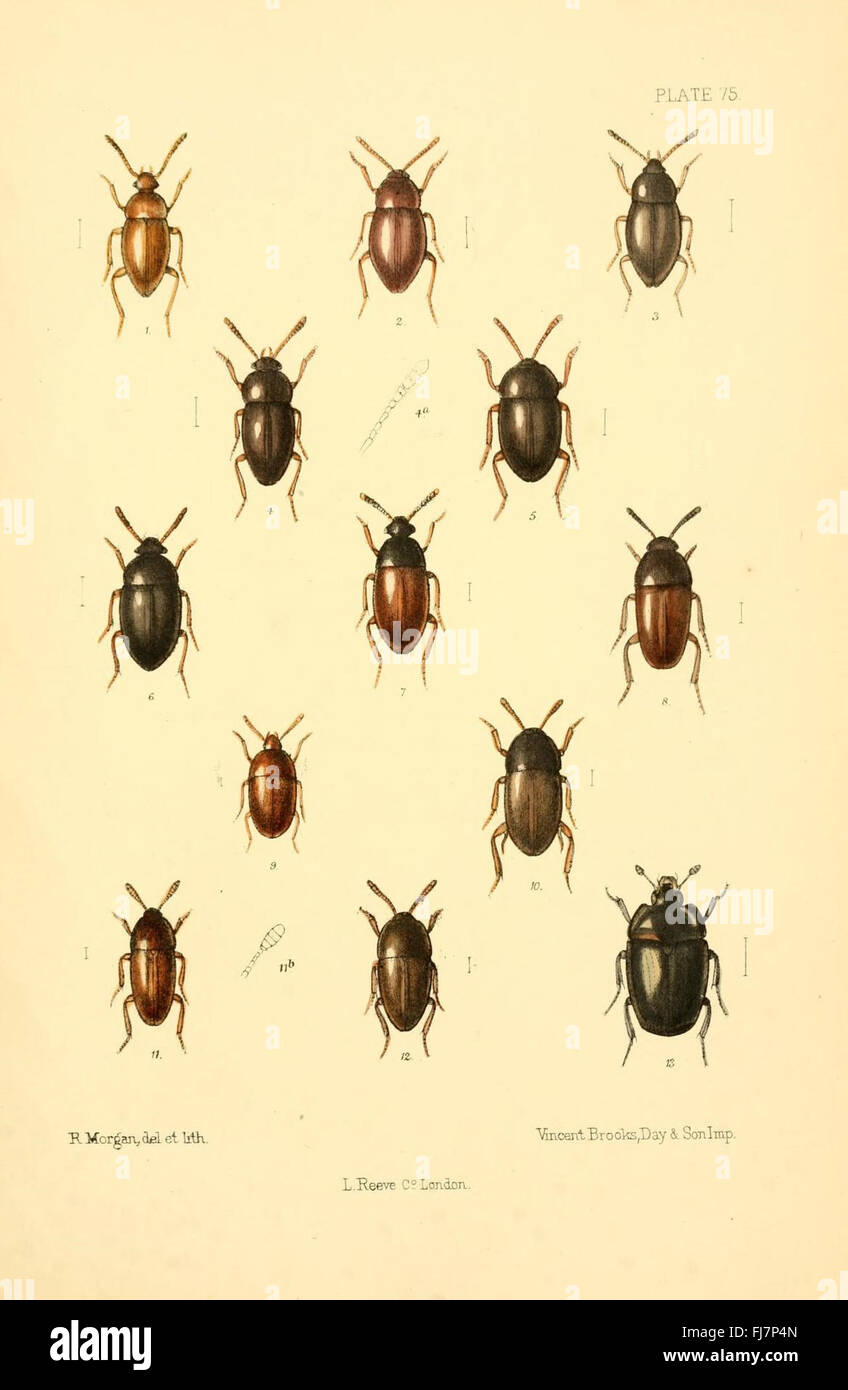 An illustration detailing the various beetle species native to the ...