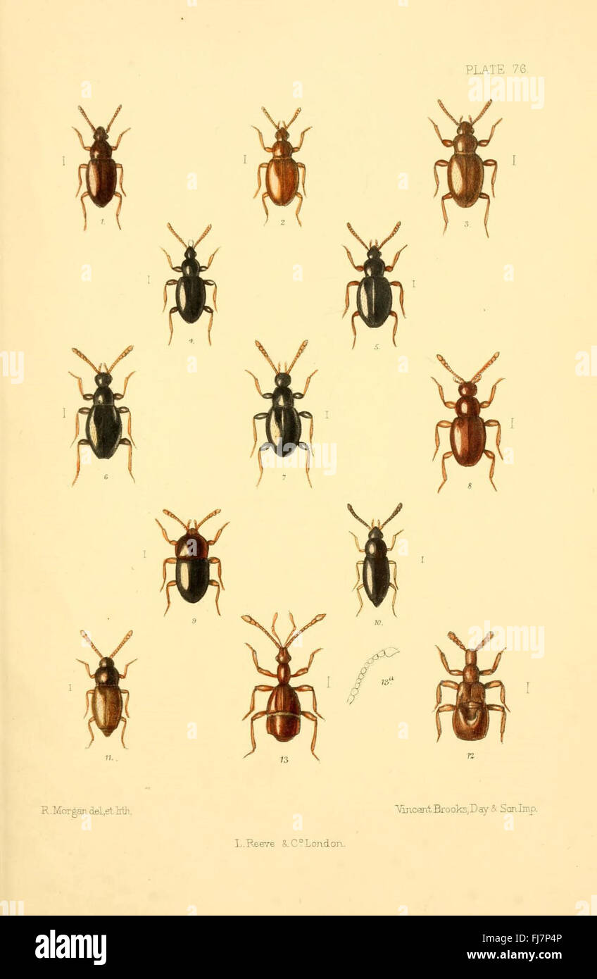 Beetles of the British Isles, Entomology, Harvard University, MCZ ...