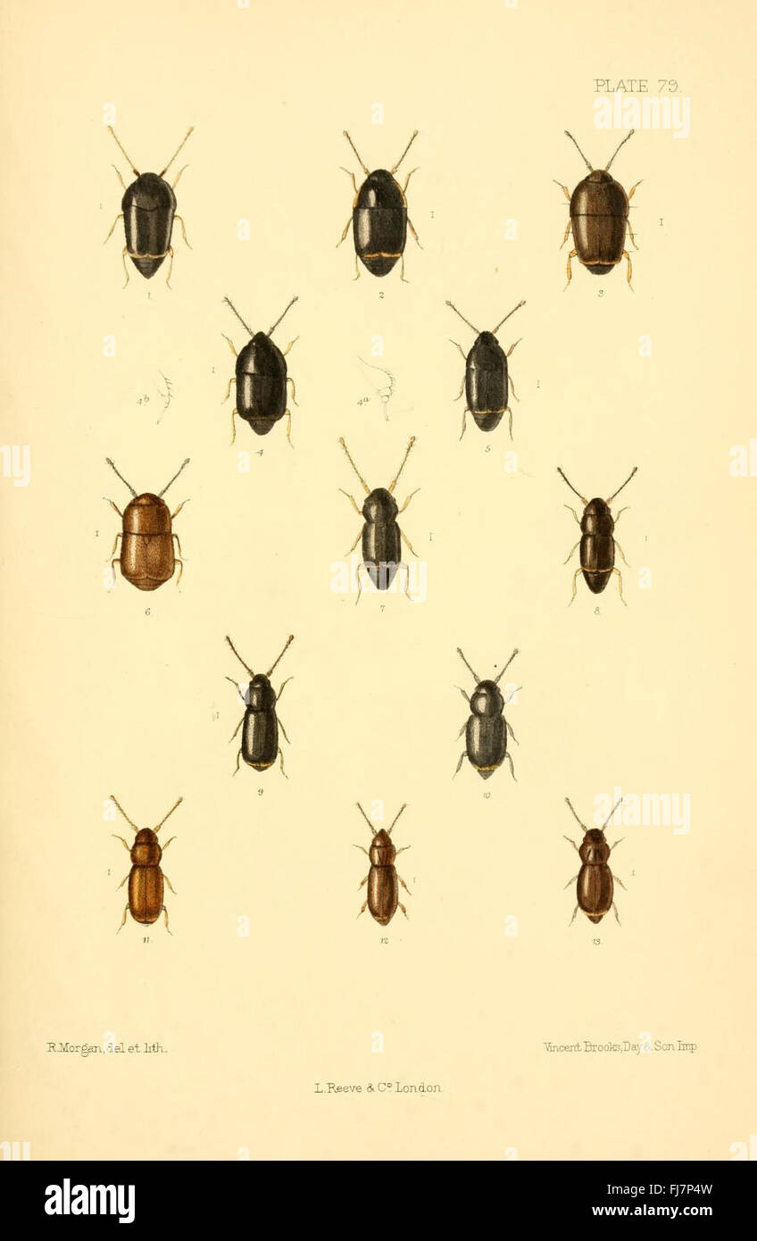 British beetles, entomology, coleoptera, insects, beetle species ...