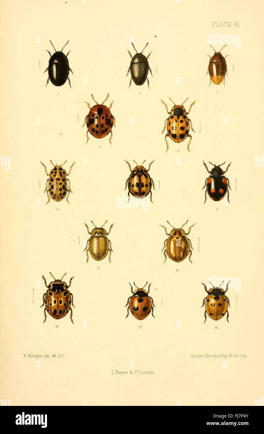 An illustration of beetle species found in the British Isles, focusing ...