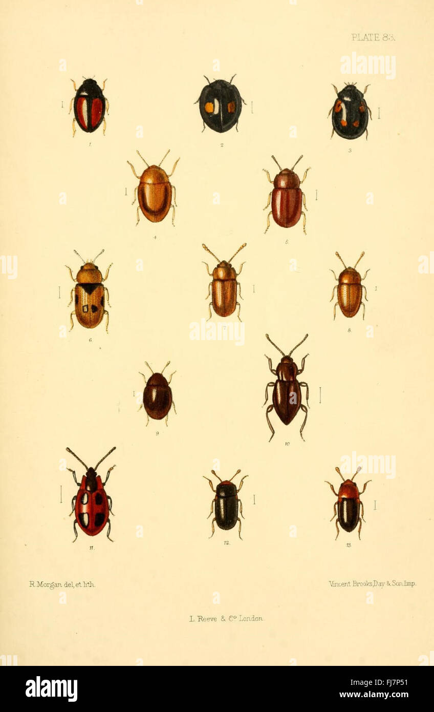 An illustration of beetles found in the British Isles, focusing on ...