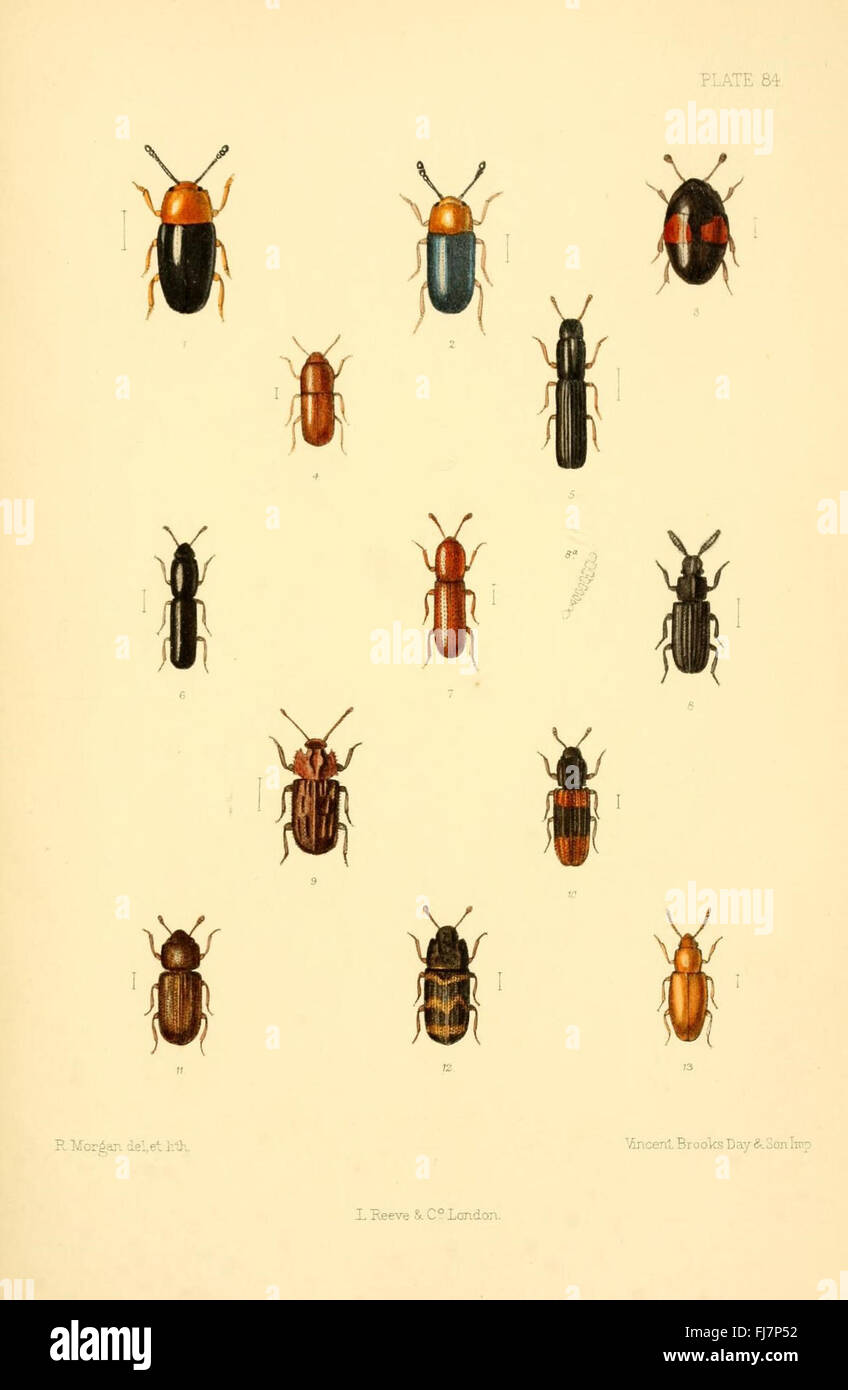 An entomological study focused on the beetle species of the British ...