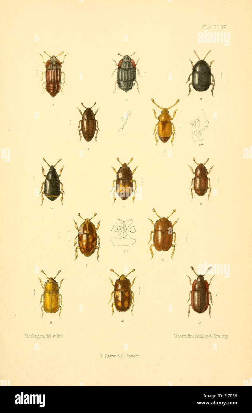 Beetles, British Isles, Entomology, Harvard University, MCZ, Ernst Mayr ...