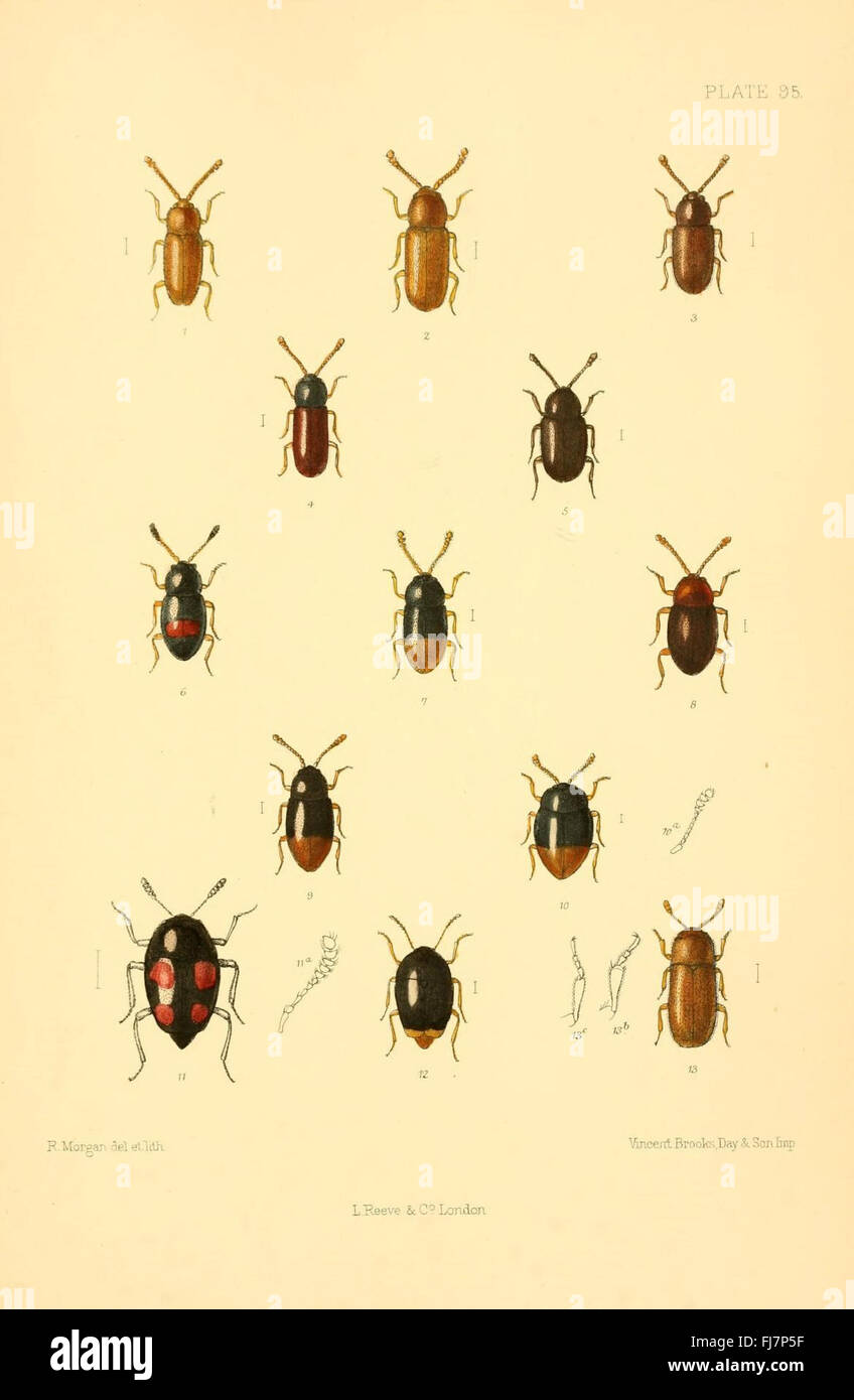 An extensive entomological study on the beetle species of the British ...