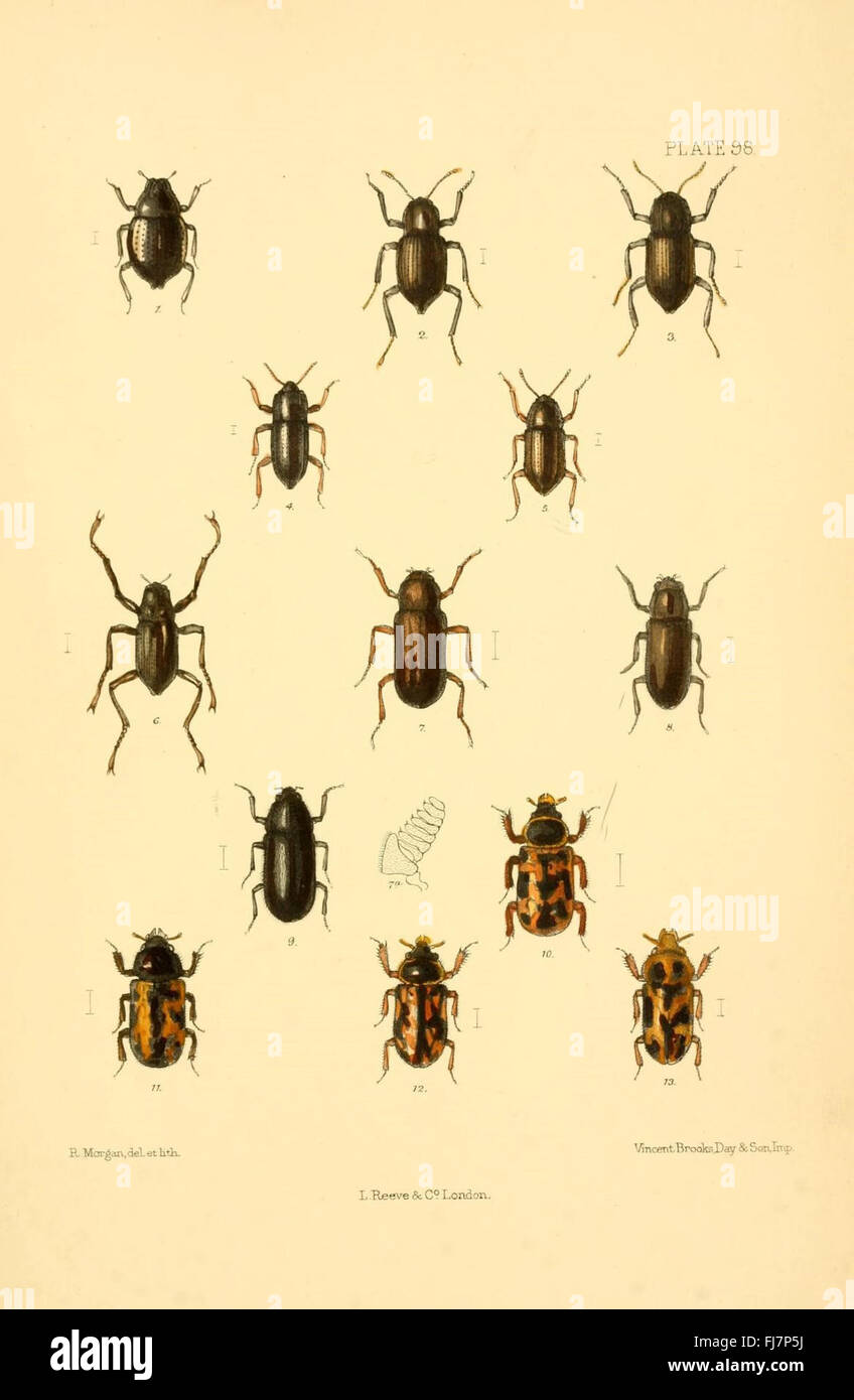 Detailed study of beetle species native to the British Isles, including ...