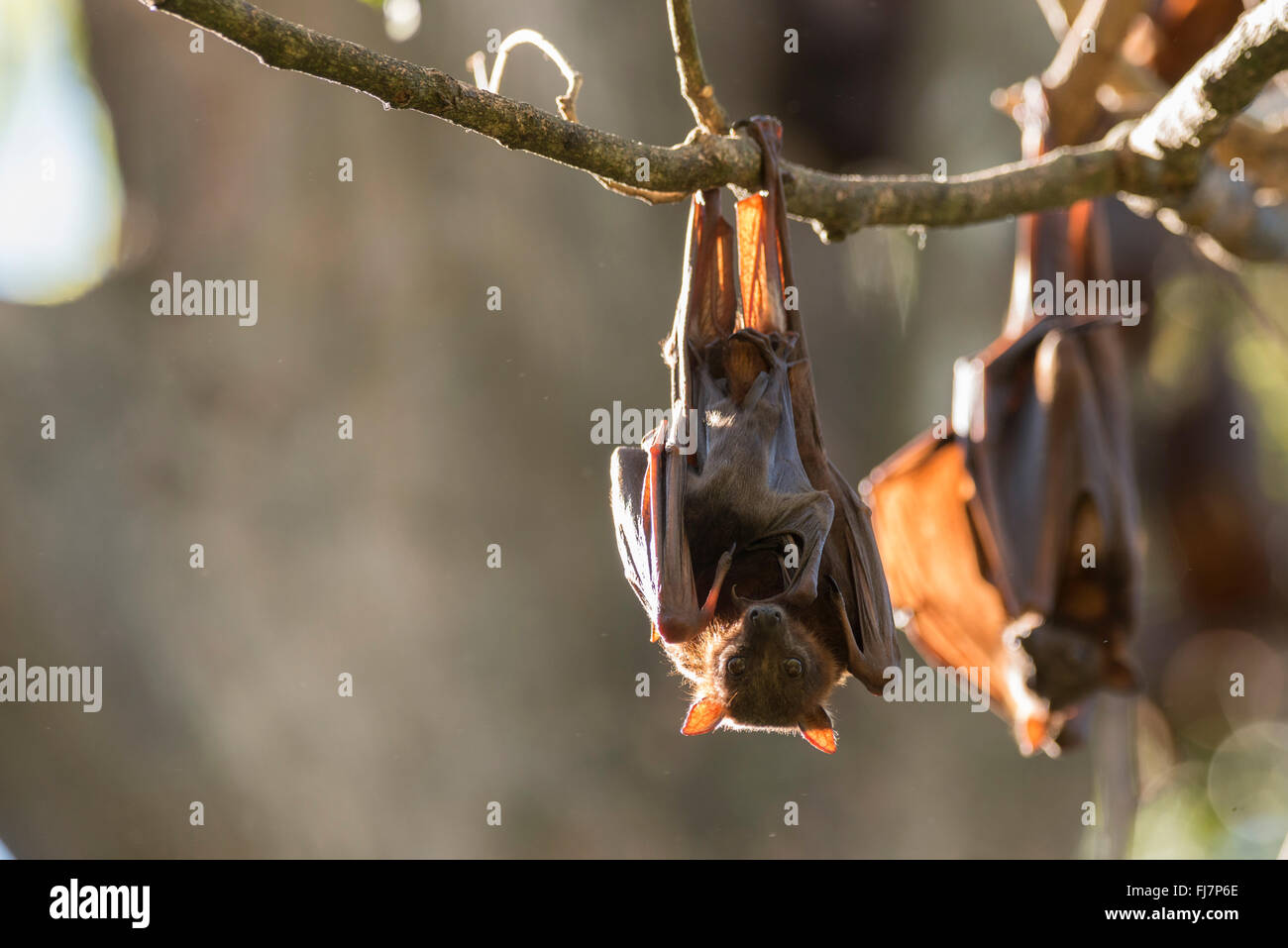 Little Red flying fox carrying her baby roosting and grooming within ...
