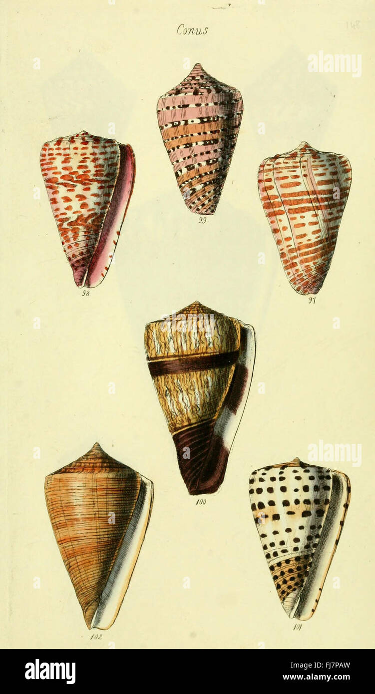 A collection of illustrated colored figures of previously unfigured ...