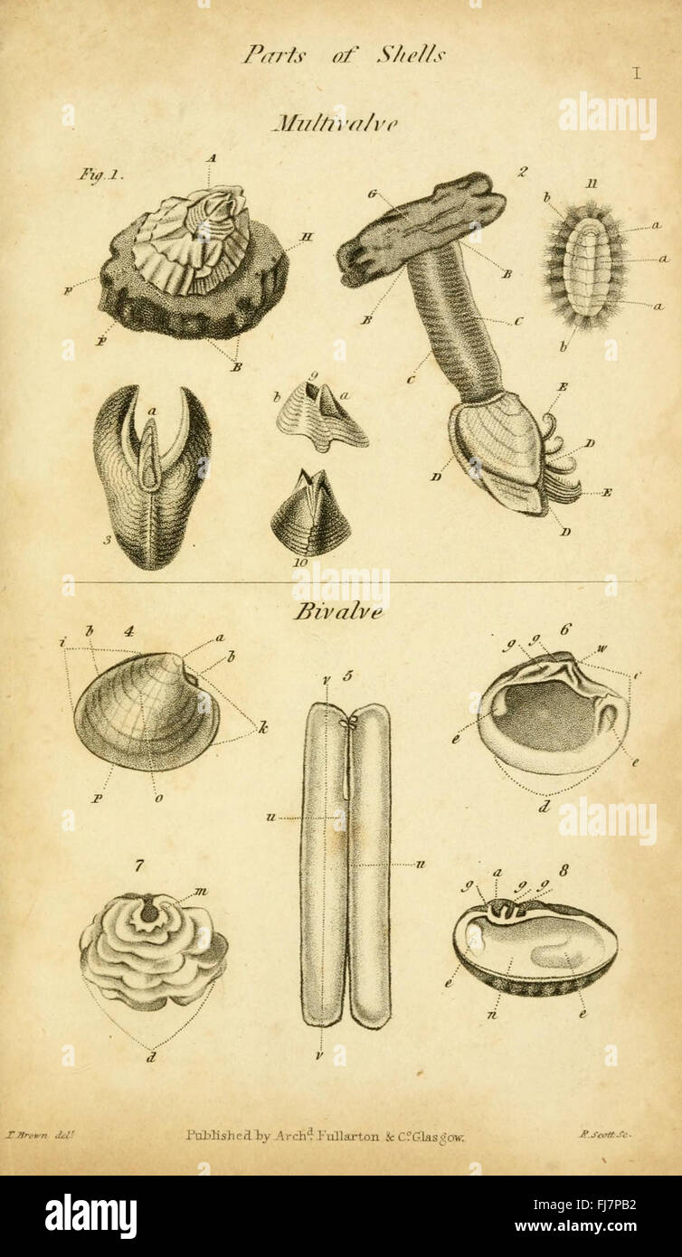 An illustrated guide to mollusk identification, focusing on shell ...
