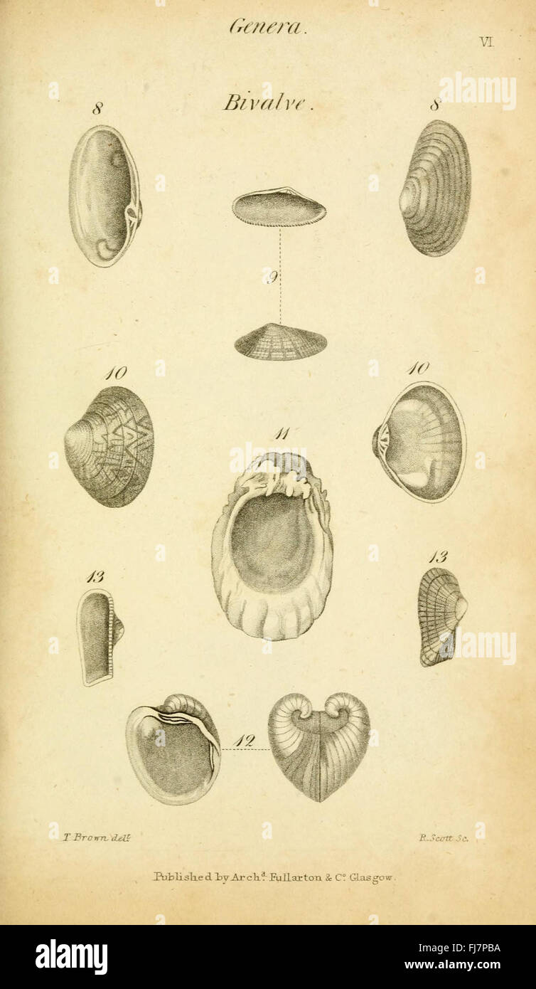A textbook on conchology (the study of mollusks), featuring detailed ...
