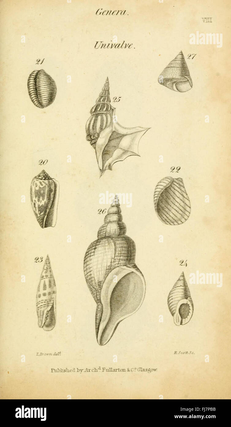 A comprehensive guide to identifying and classifying mollusk shells ...
