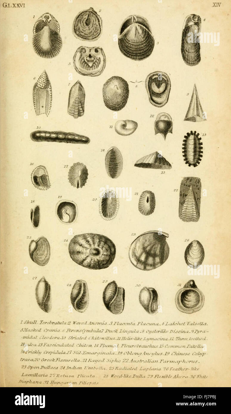 An illustrated textbook for conchologists, describing and classifying ...