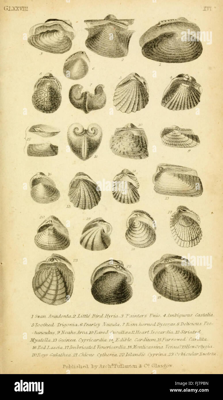 Identification Mollusks Shells Smithsonian Institution Libraries Stock ...