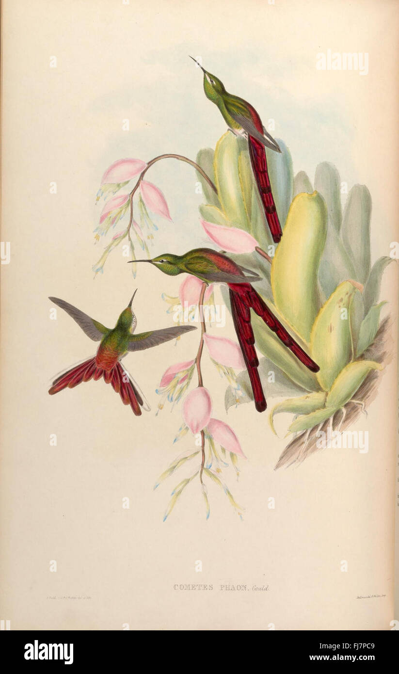 A detailed monograph on the Trochilidae family of hummingbirds ...
