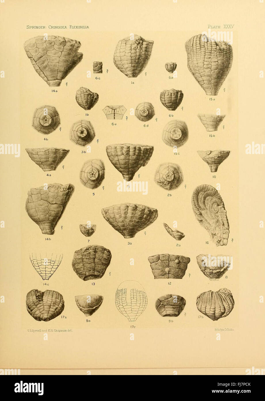 A study on the flexible crinoids, an extinct group of marine ...