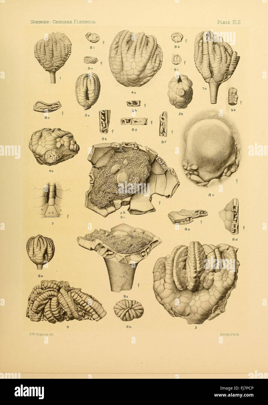 The Crinoidea Flexibilia - A study of flexible crinoids, a class of ...