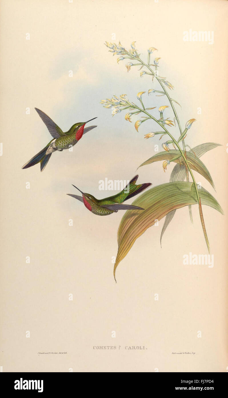 A detailed monograph of the hummingbird family, showcasing vibrant ...