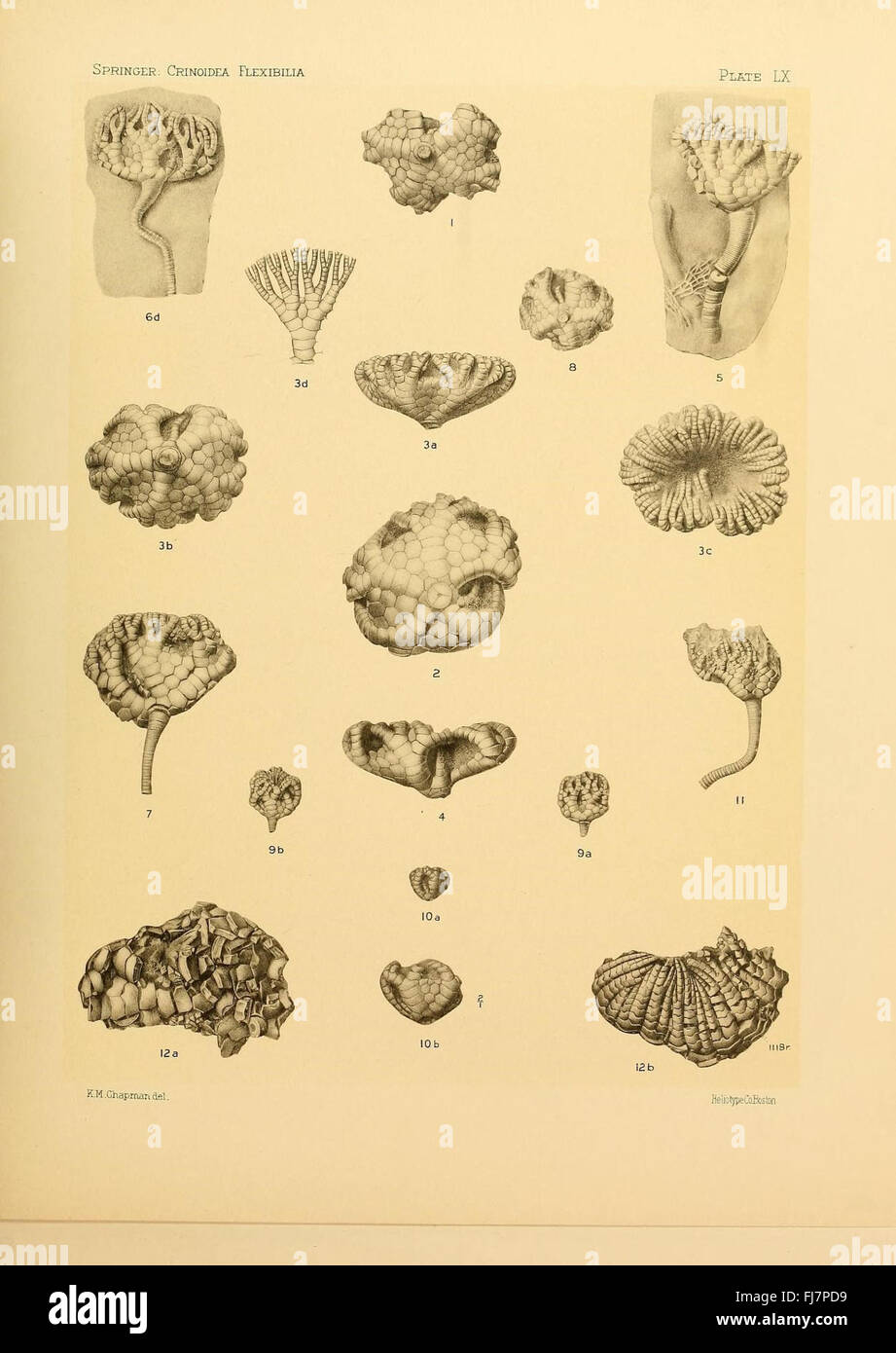 Scientific study of flexible crinoids, an extinct group of marine ...