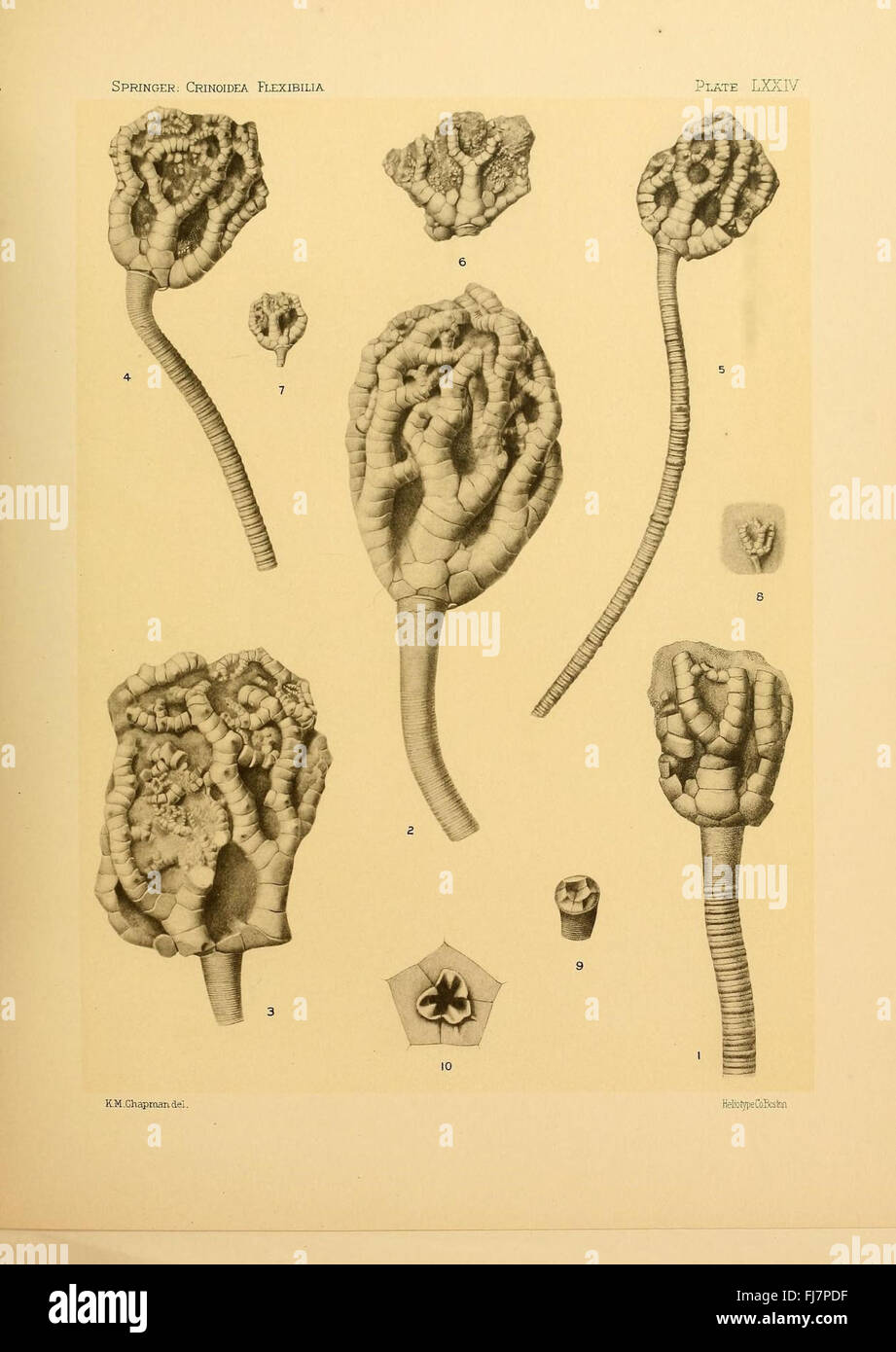 A study of the flexible crinoids, marine animals related to starfish ...