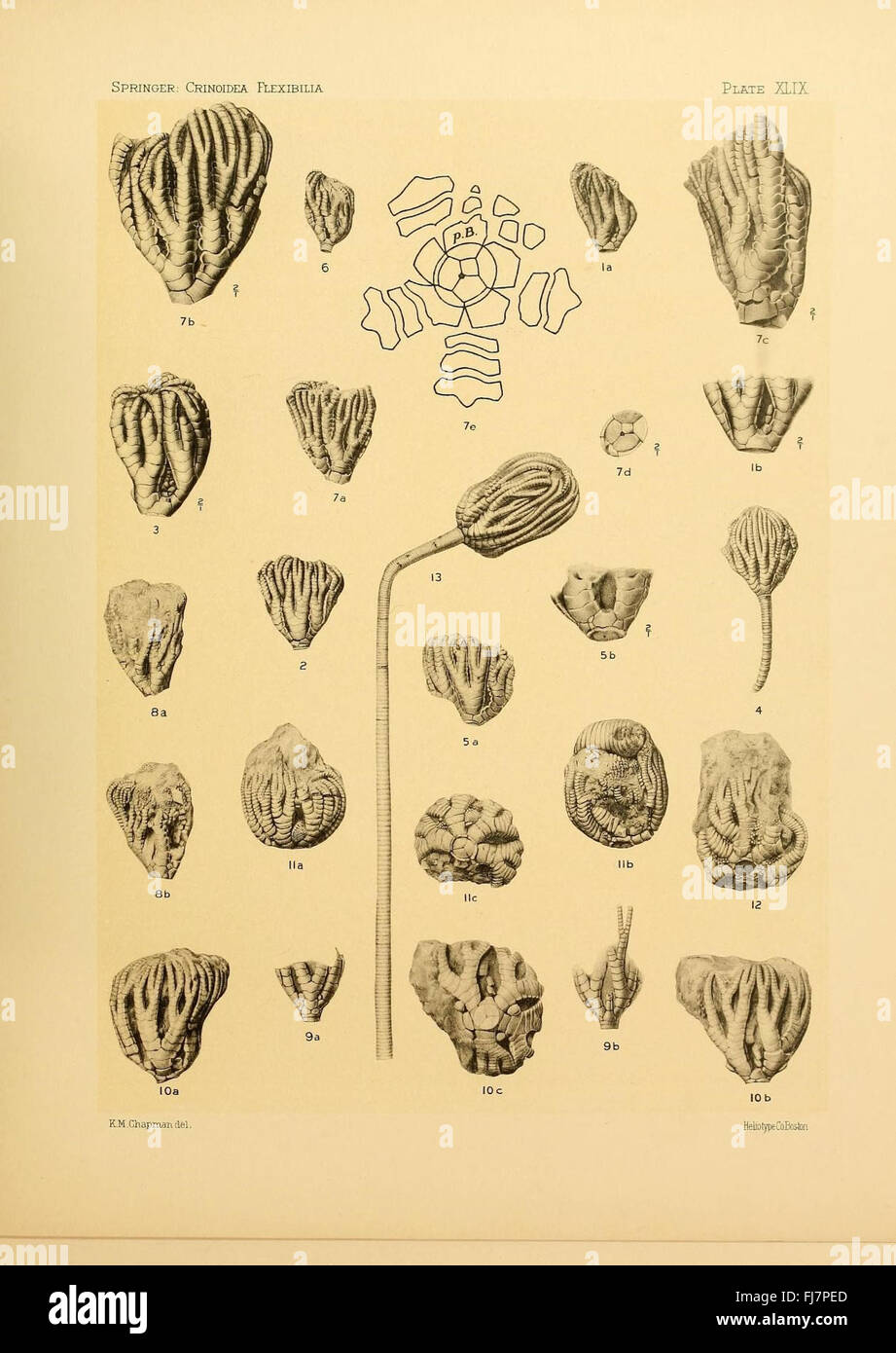 A scientific study of the flexible crinoids, a group of marine animals ...