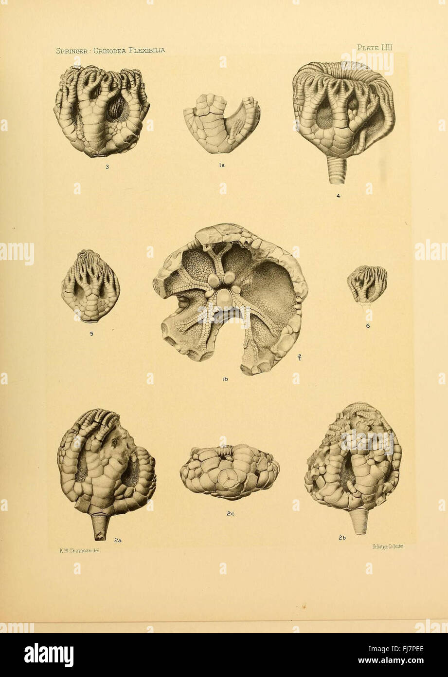 A study of flexible crinoids, a group of marine animals with fossil ...