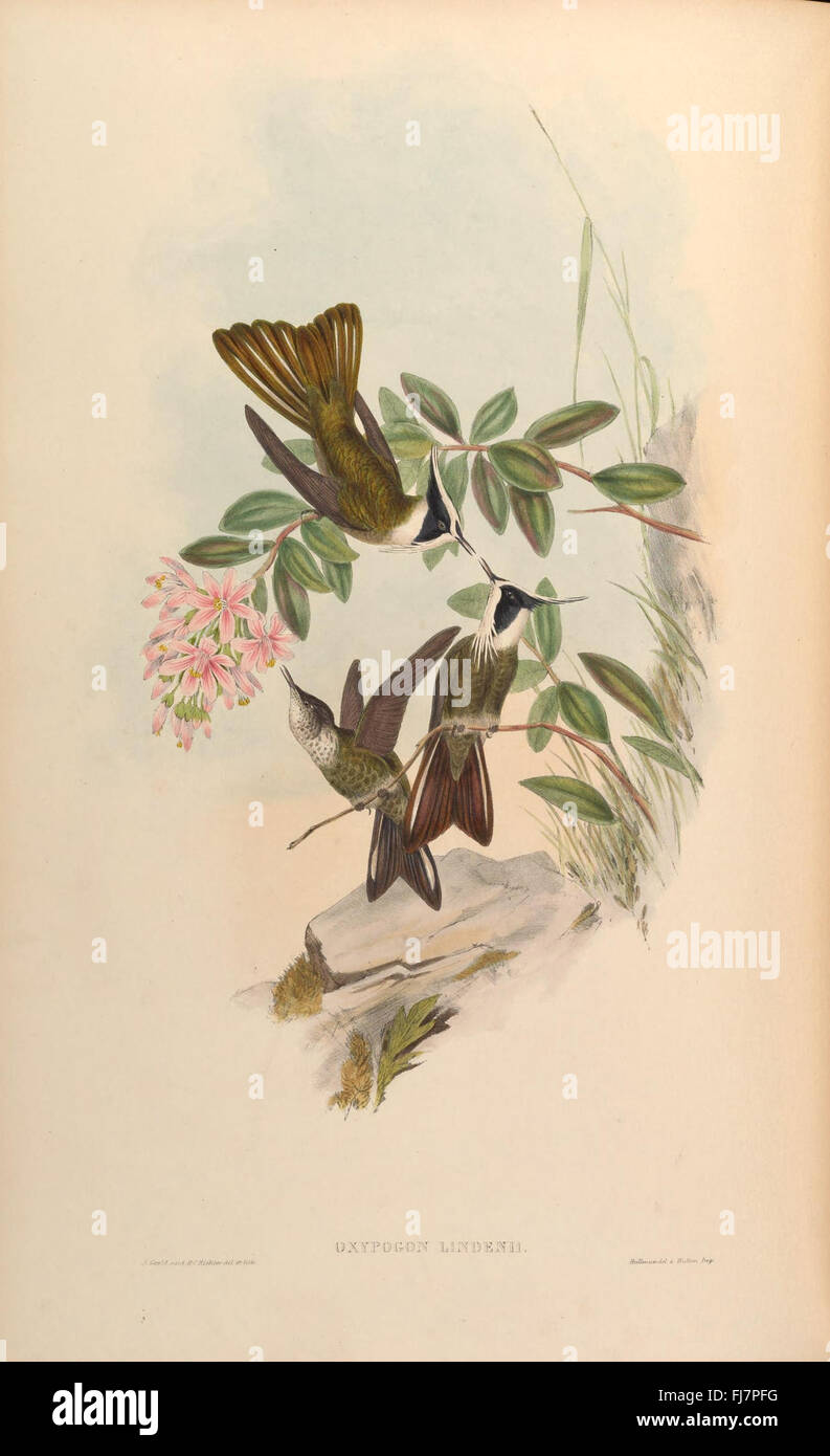 A Monograph of the Trochilidae, or Family of Humming-birds (Plate 183 ...