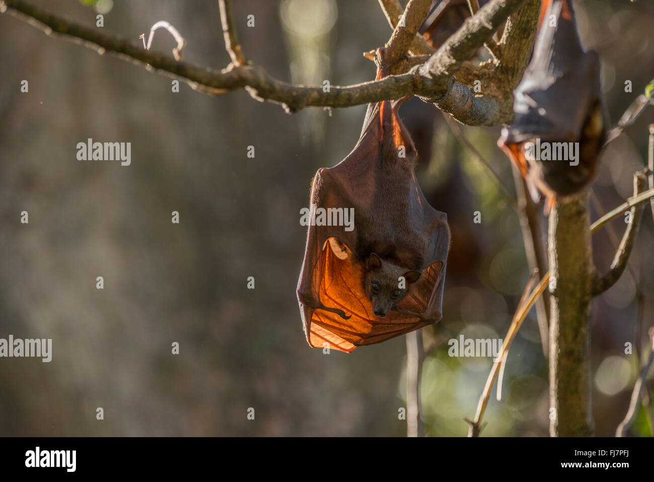 Little Red flying fox carrying her baby roosting and grooming within ...