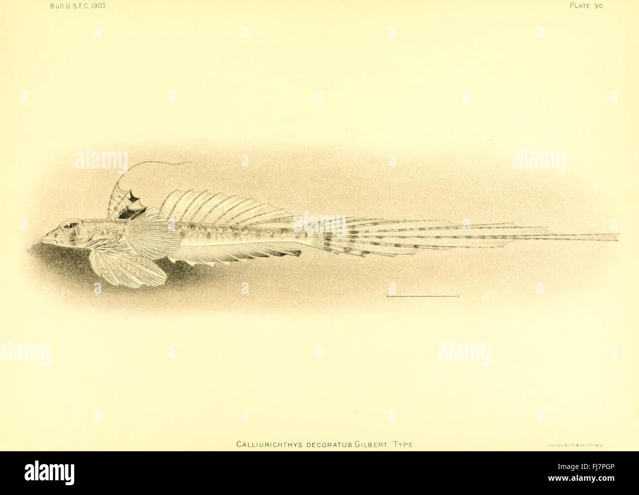 Deep sea ecosystems smithsonian hi-res stock photography and images - Alamy