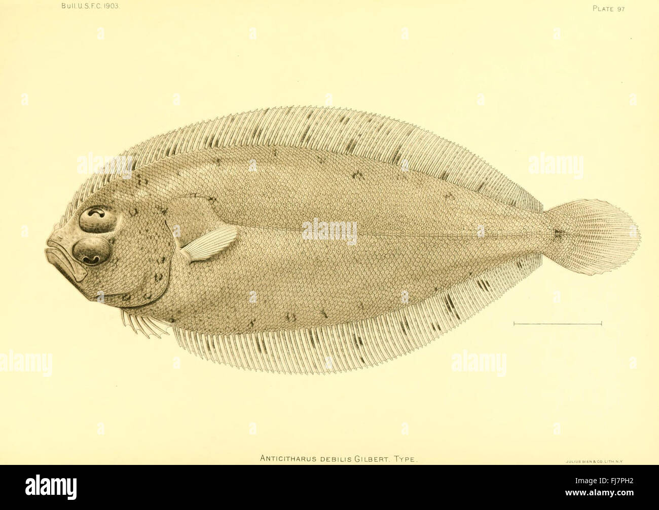 The *Deep-Sea Fishes of the Hawaiian Islands* offers a comprehensive ...