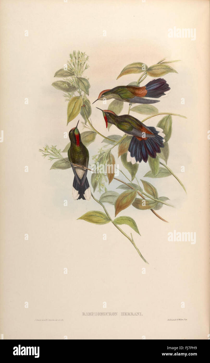 A monograph of the Trochilidae, or family of humming-birds (Plate 187 ...