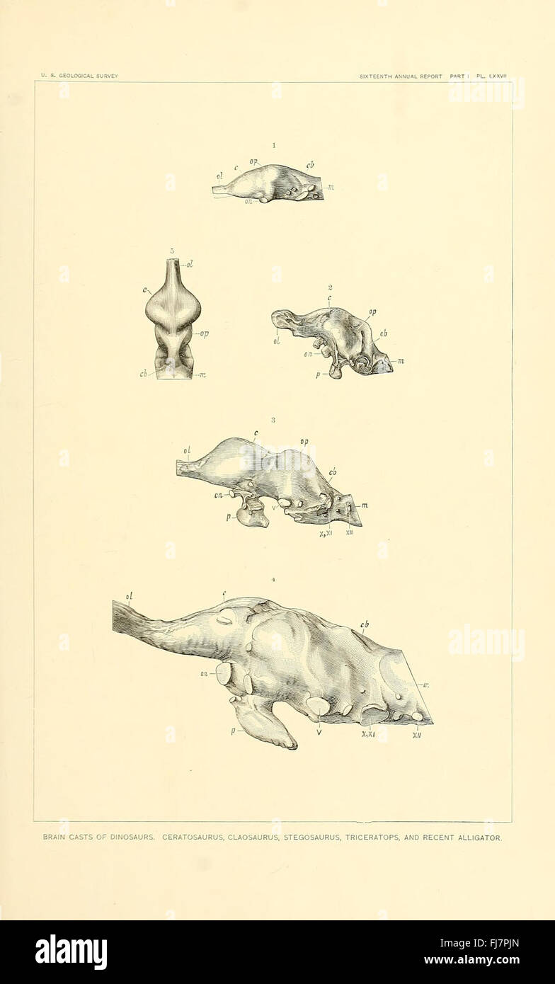 An in-depth examination of North American dinosaur species, including ...